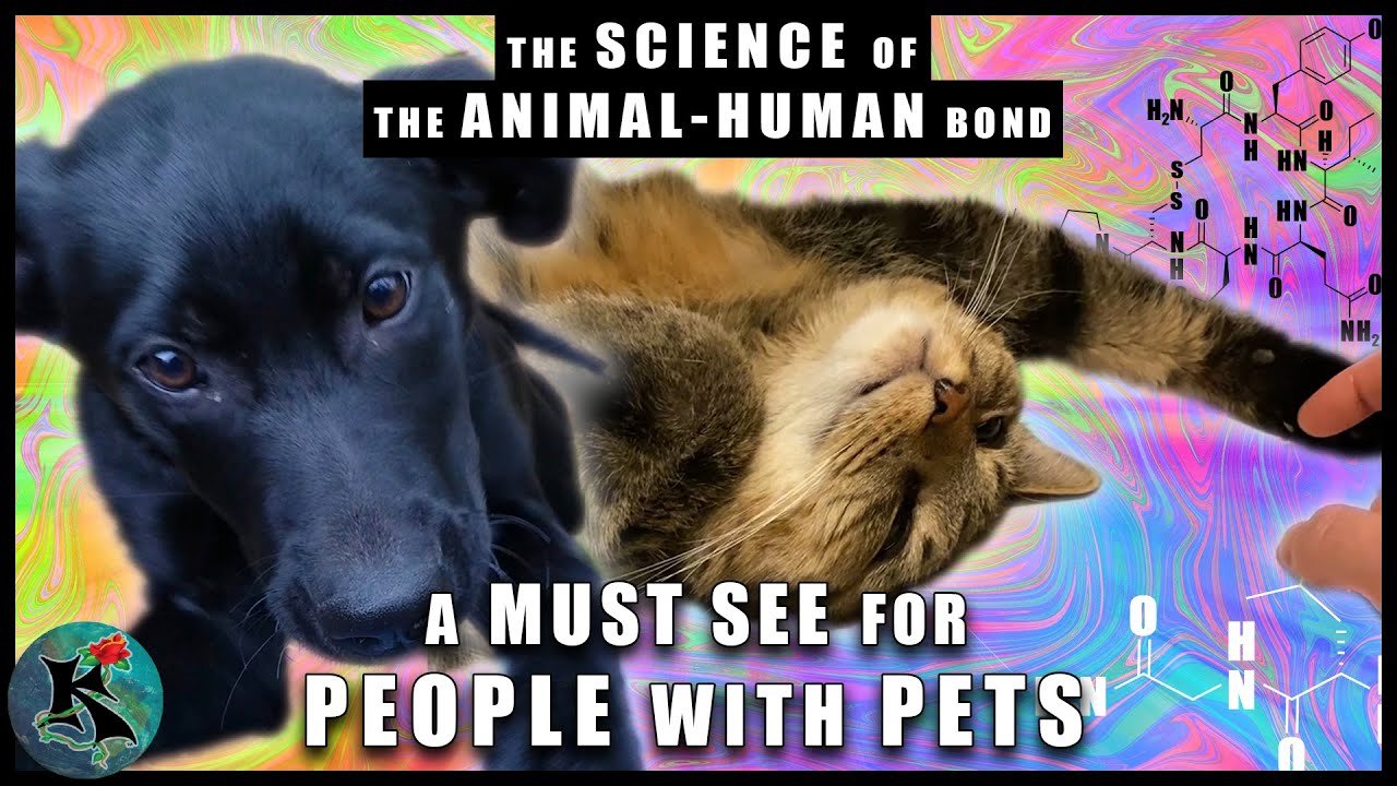 The Evolution of the Human Bond with Dogs and Cats - Our Pets Get Us ...