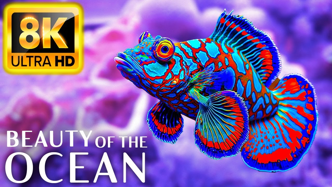 Beauty Of The Ocean 8K ULTRA HD The Best Sea Animals For Relaxing And beauty-of-the-ocean-8k-ultra-hd-the-best-sea-animals-for-relaxing-and