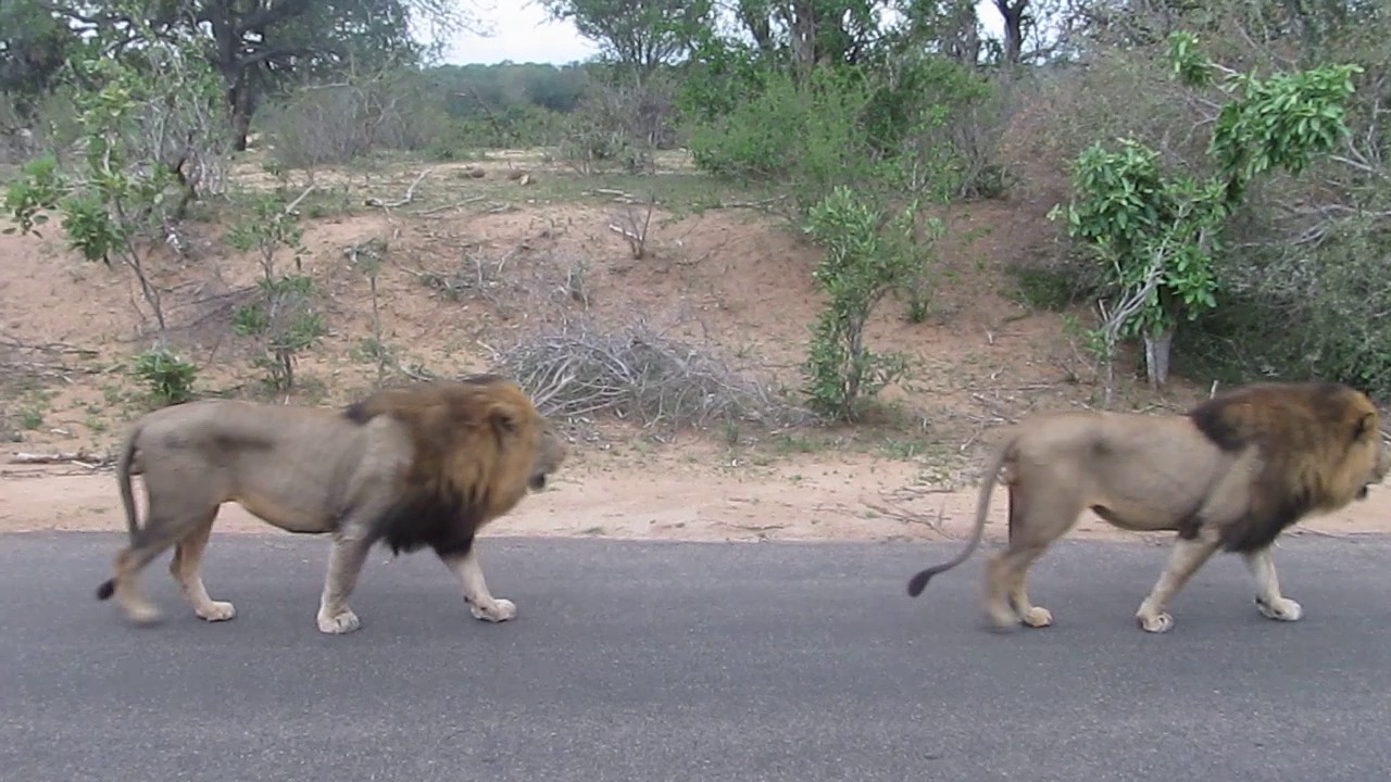 Three lions walking with Us in three male Loin in Lower Sabie Rest Camp ...