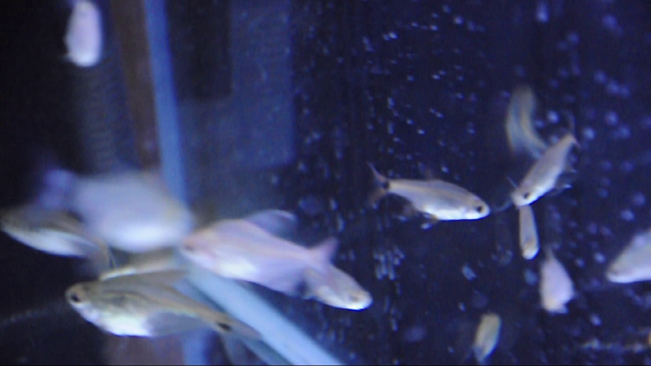 Possibly Serrapinnus piaba - YouTube