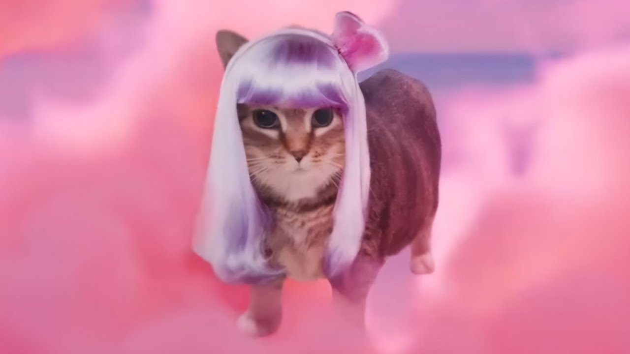 OIIA OIIA Spinning Cat Compilation vol. 3 - YouTube