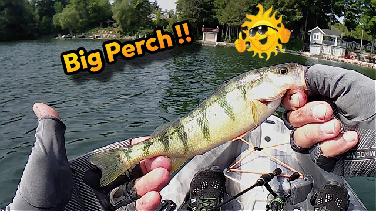 Kayak Fishing - Big Perch!! - YouTube