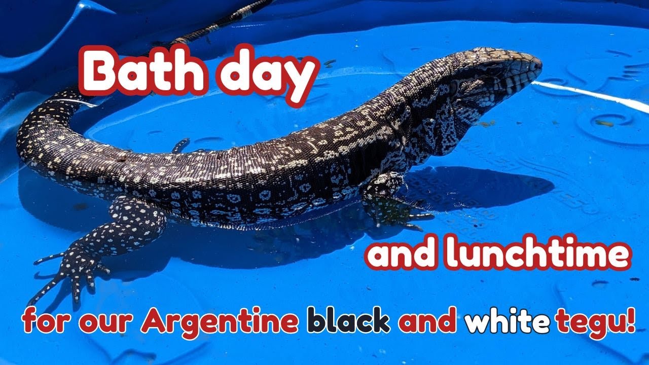 Tegu bath and food time!! Argentine black and white tegu lizard fun ...