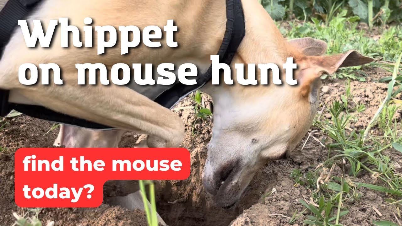 Whippet's Mouse Hunt Adventure: Can the dog catch the mouse? - YouTube