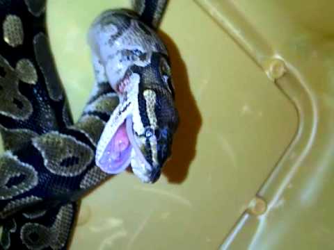snake boo boo - YouTube