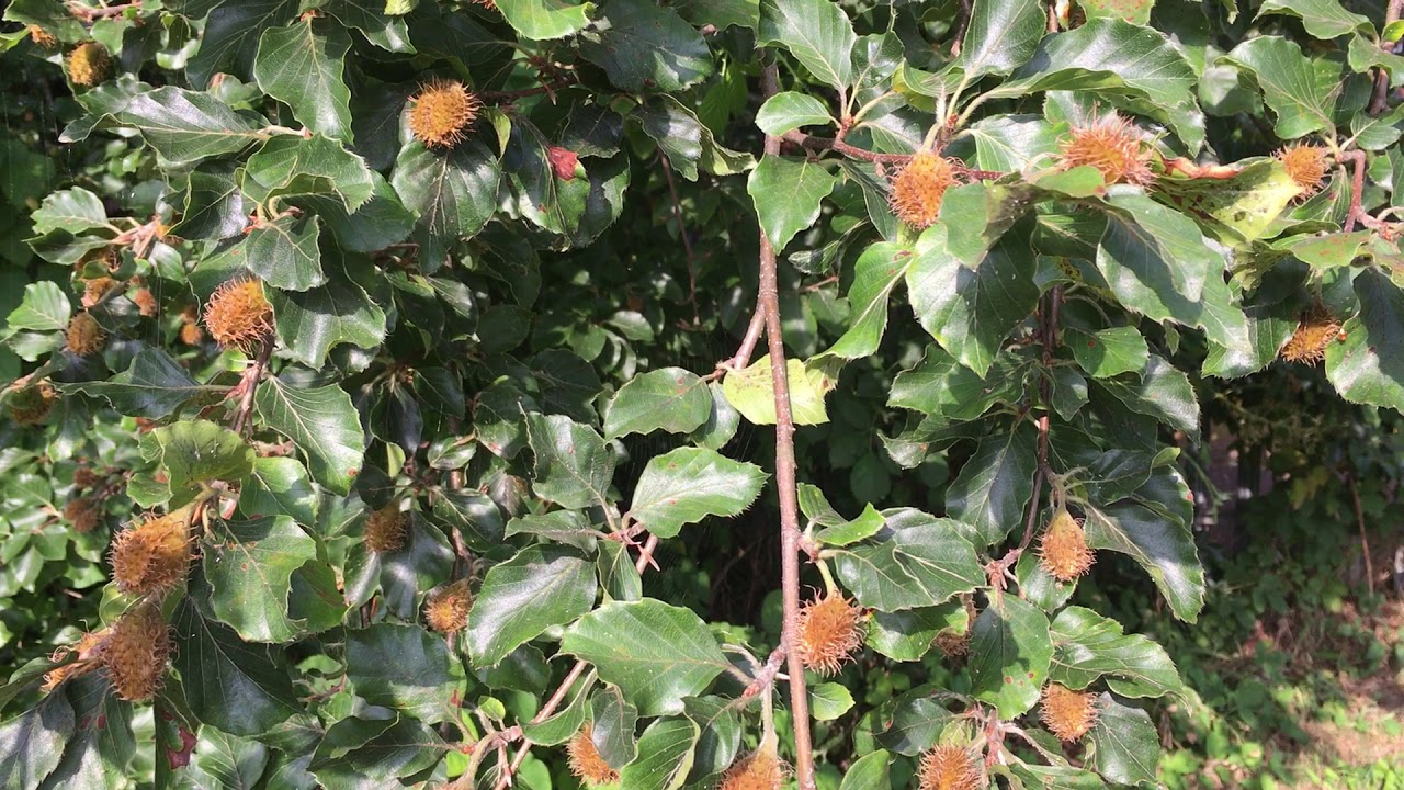 Common Beech (Fagus sylvatica) - fruit / mast & leaves - July 2018 ...