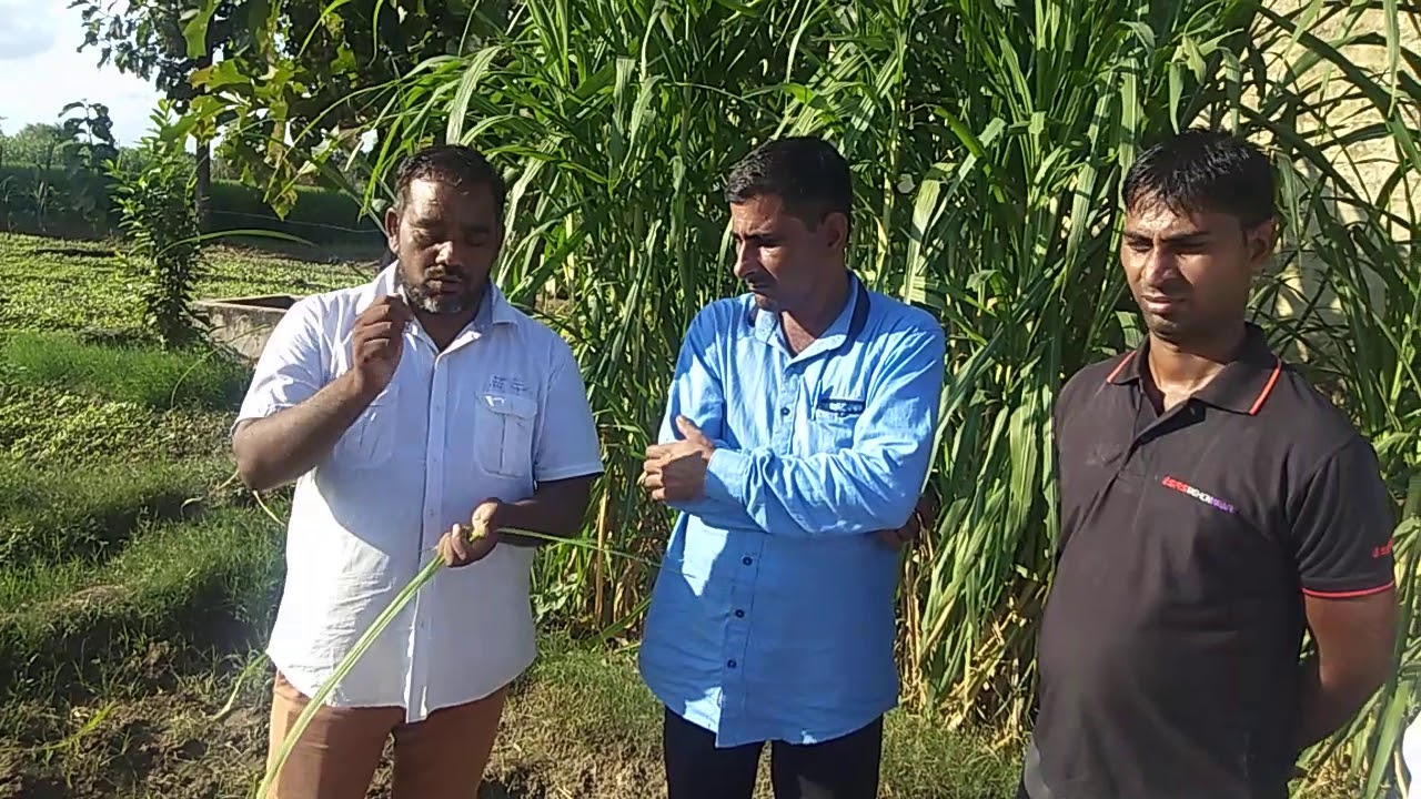 NCOF TECHNOLOGY सभी प्रकार की सब्जीयों मे बेहतरीन परिणाम तीन लाख रूपये ...
