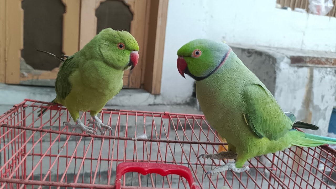 Indian Ringneck Talking Parrot Mithu - YouTube