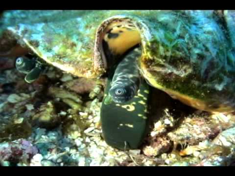 Queen_Conch_Feeding-West_Bank_2-2007.07.14-2048KBs.mp4 - YouTube