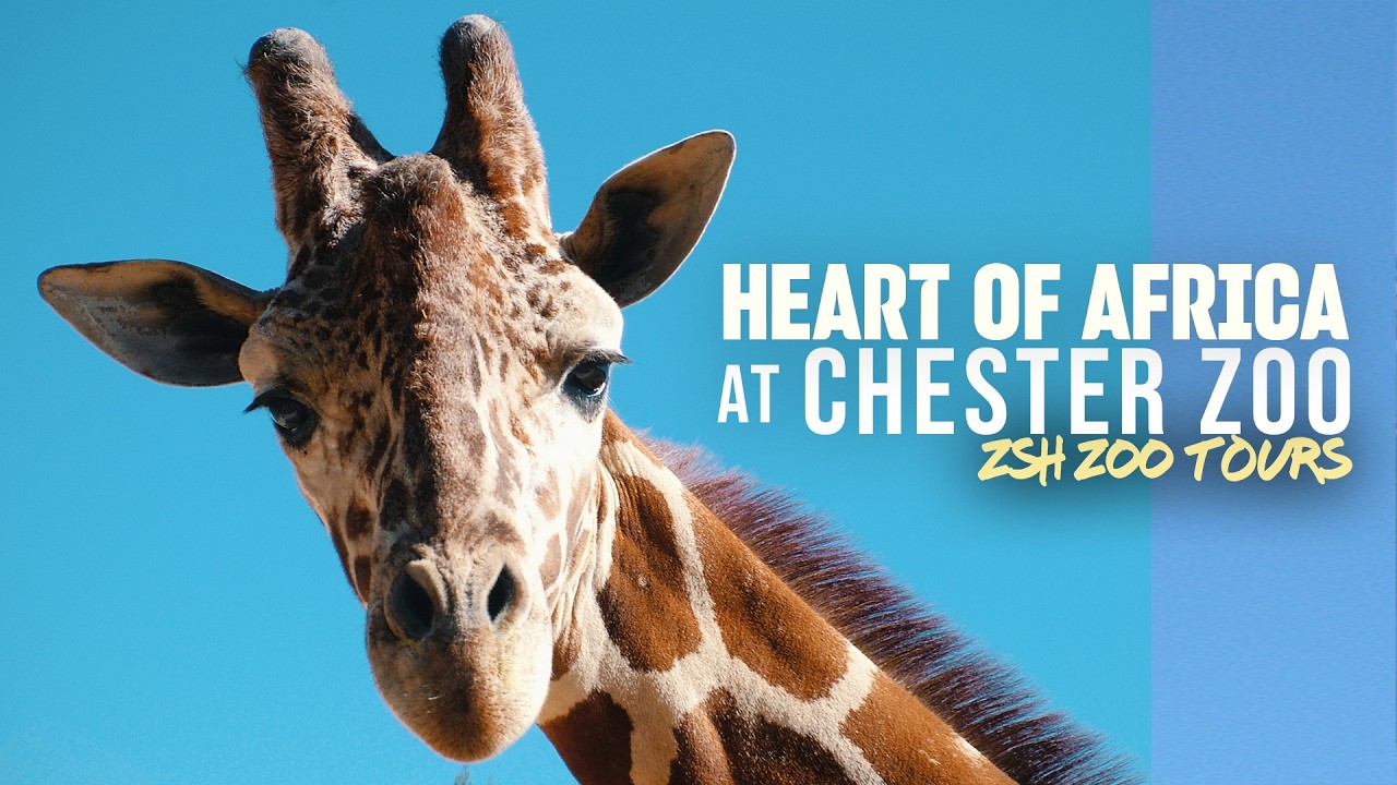 Chester Zoo Heart of Africa Tour | UK's Largest Zoo Habitat! - YouTube