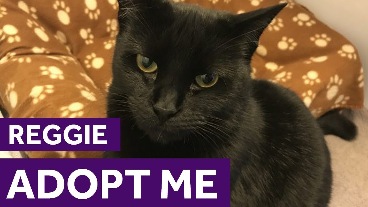 Adopt Reggie | Cats| The Mayhew - YouTube
