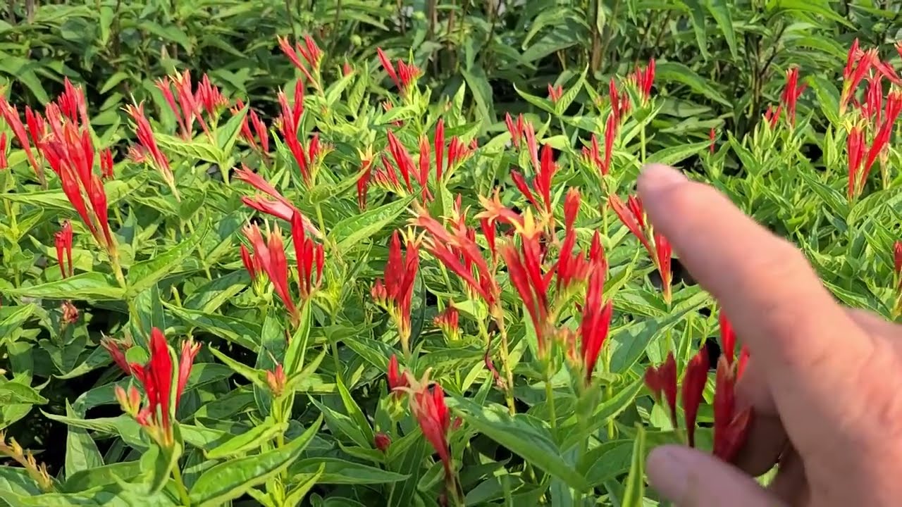 Spigelia Ragin Cajun (Indian Pink) / Superb👍, Floriferous and Highly ...
