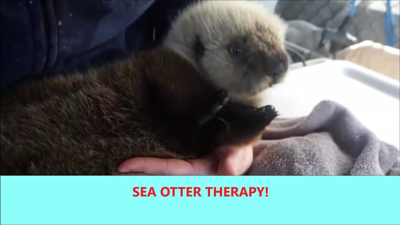 Sea Otter Therapy - YouTube