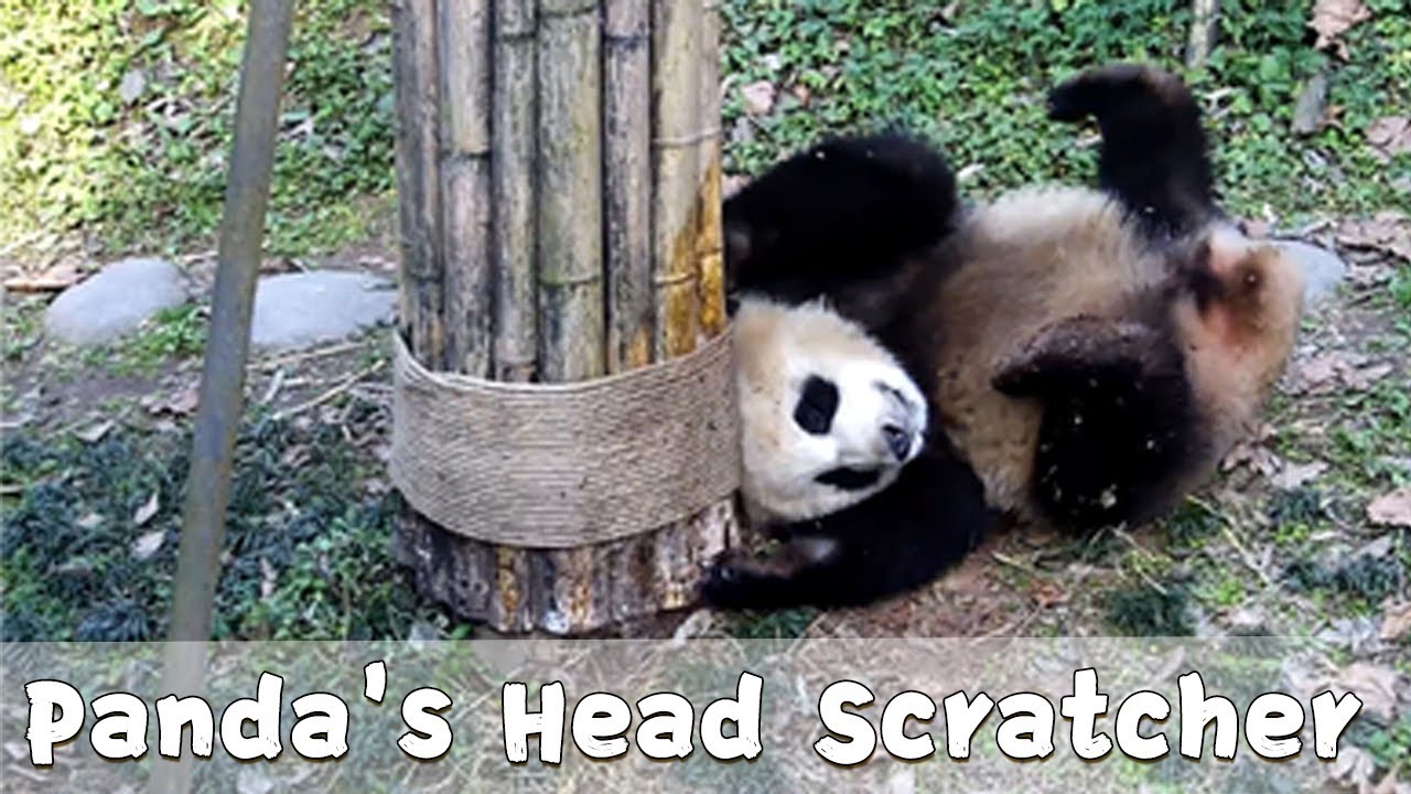 Panda Uses A Tree To Scratch His Head | iPanda - YouTube