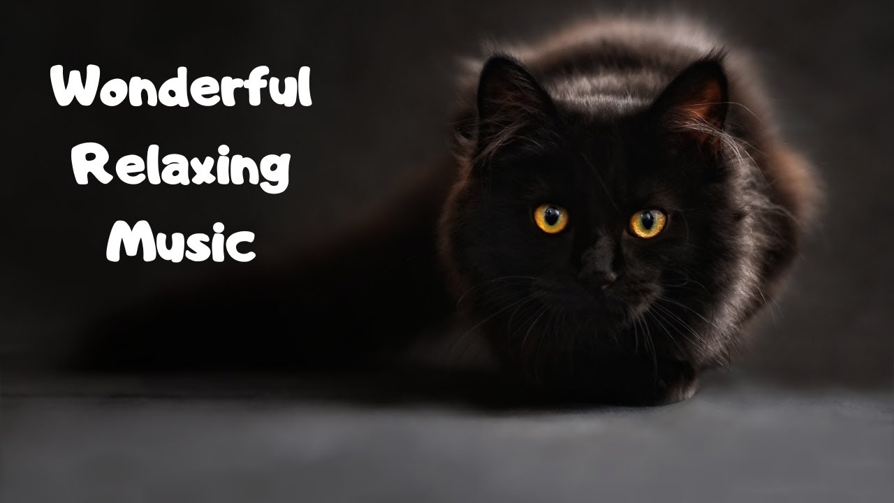 😍 🎶 Wonderful Relaxing Music & Cute Black Cats (Meditation, Stress ...