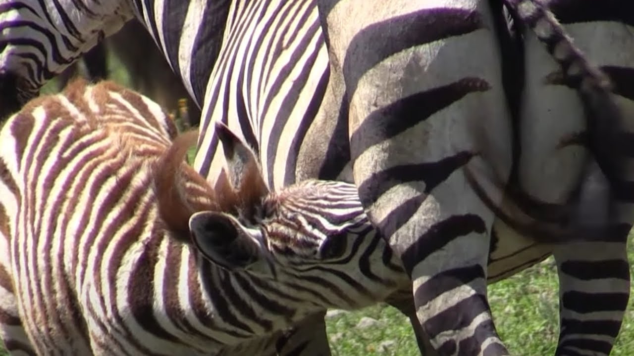 Nursing Zebras & Other Incredible Facts You Need to Know about Zebra ...