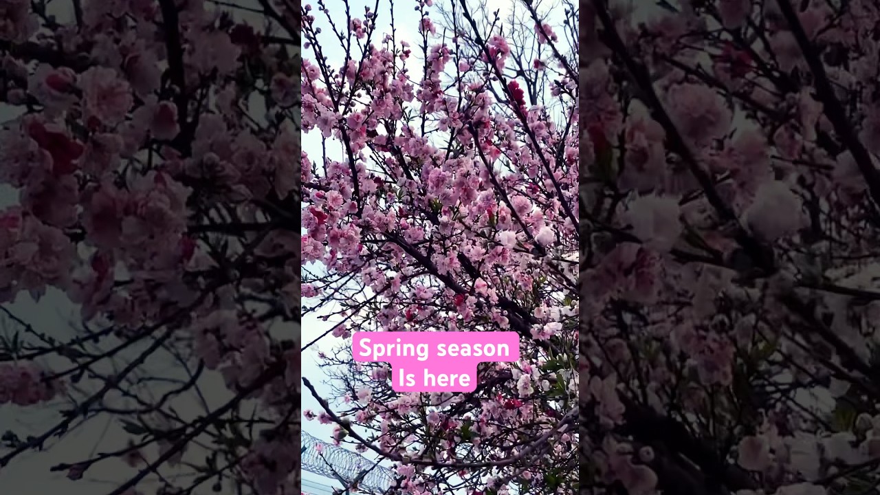 Spring season bloom bloom 🌸#shorts #springseason - YouTube