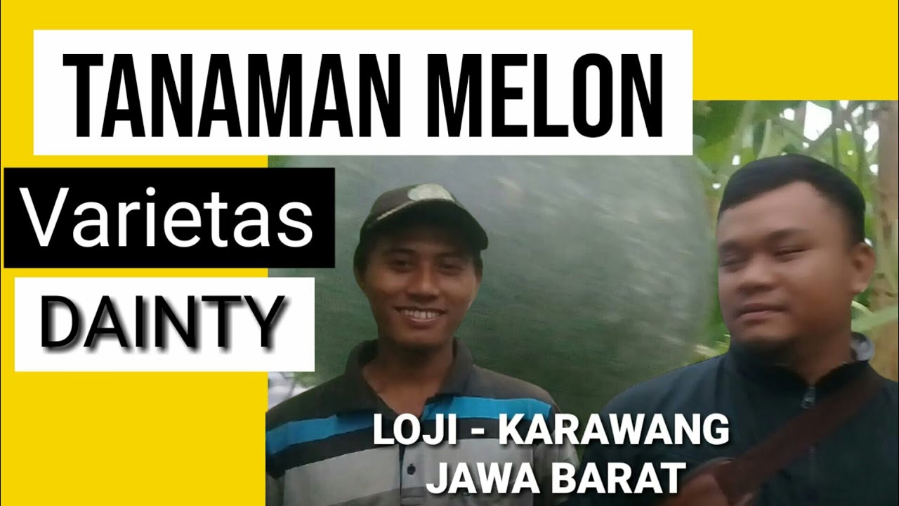 WAJIB DICOBA!! Tanaman Melon Varietas Dainty ini paling dicari petani ...