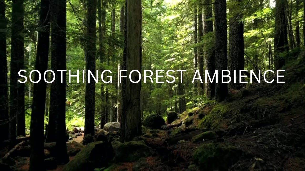 Relaxing Forest Sounds, Soothing Forest Sounds, completely relax ...