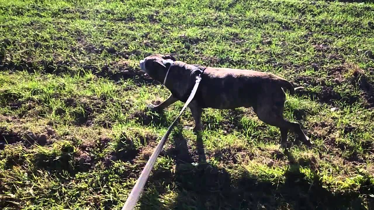 Pibble running 😍💜 - YouTube