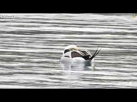 #Northern #pintail #pair #duck #Anas #Acuta The #Long #tailed #Duck #Clangula #hyemalis #Northern tv