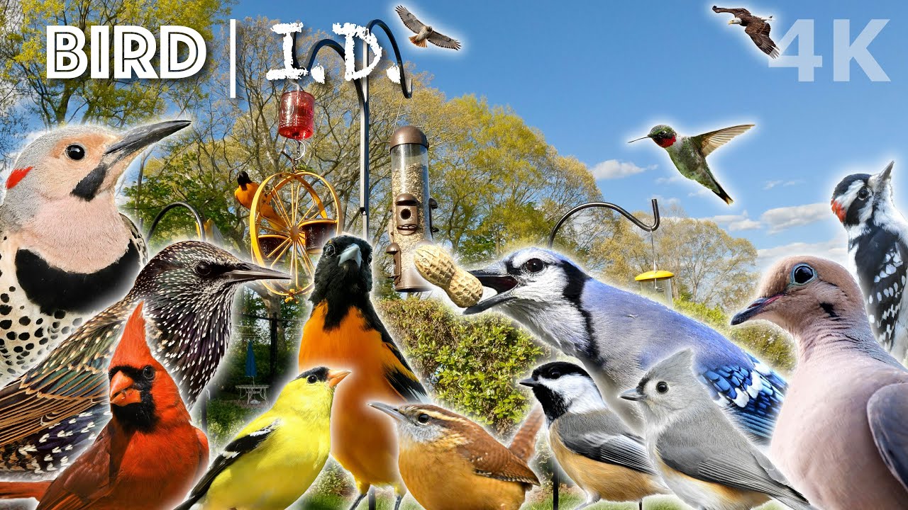 Identify Your Backyard Birds (Northeastern USA) | 4K UHD - YouTube