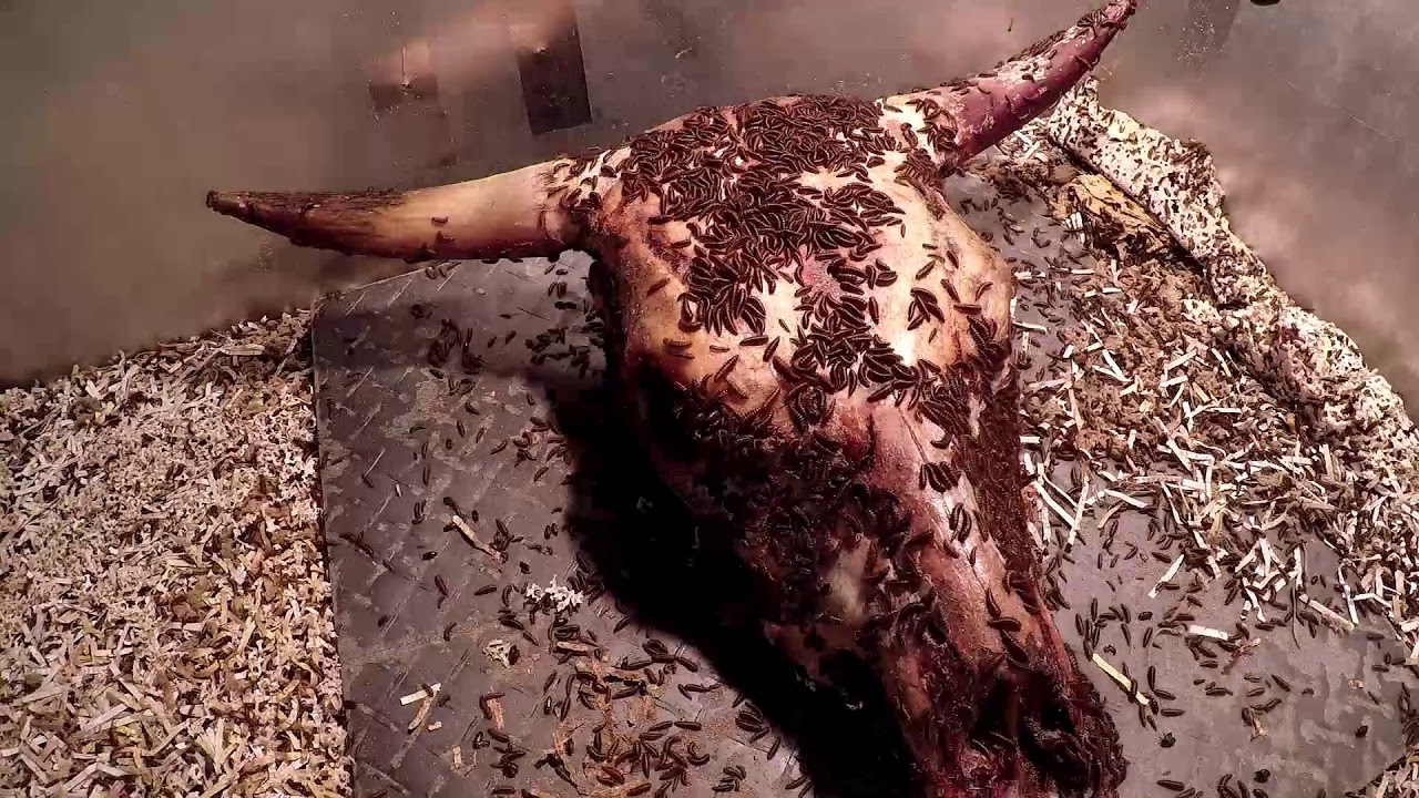 Dermestid Beetles Cleaning a Yak Skull video 3 Of 7 Pikes Peak Bone ...