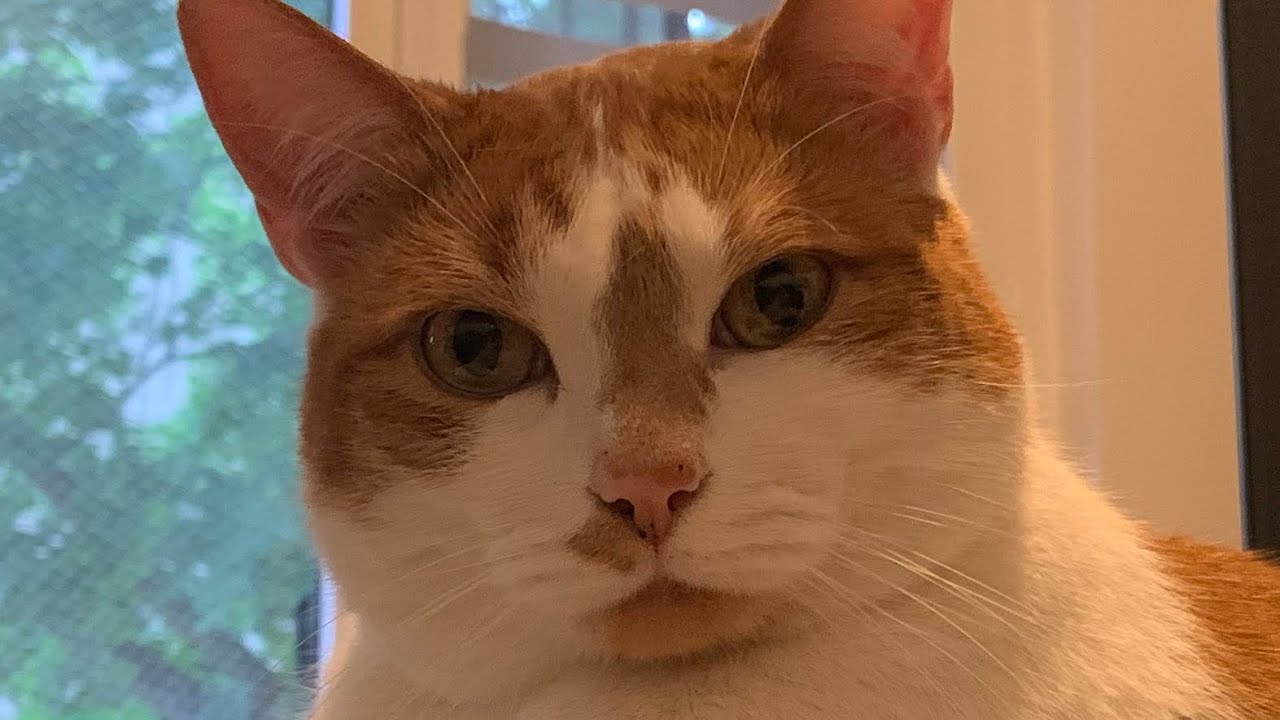 Random Cat Videos | CAT VLOG #126 - YouTube