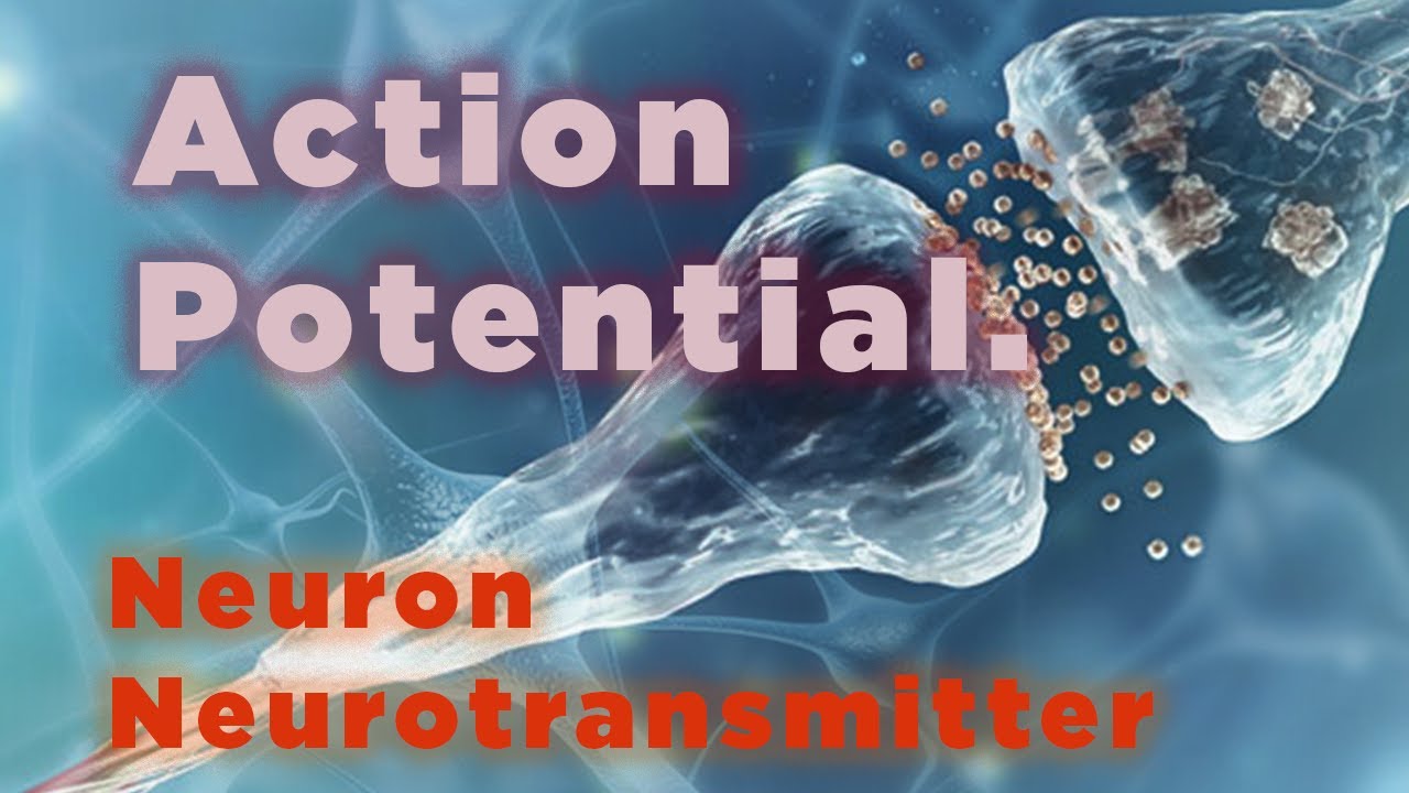 Action potential | Neuron | Neurotransmitter - YouTube