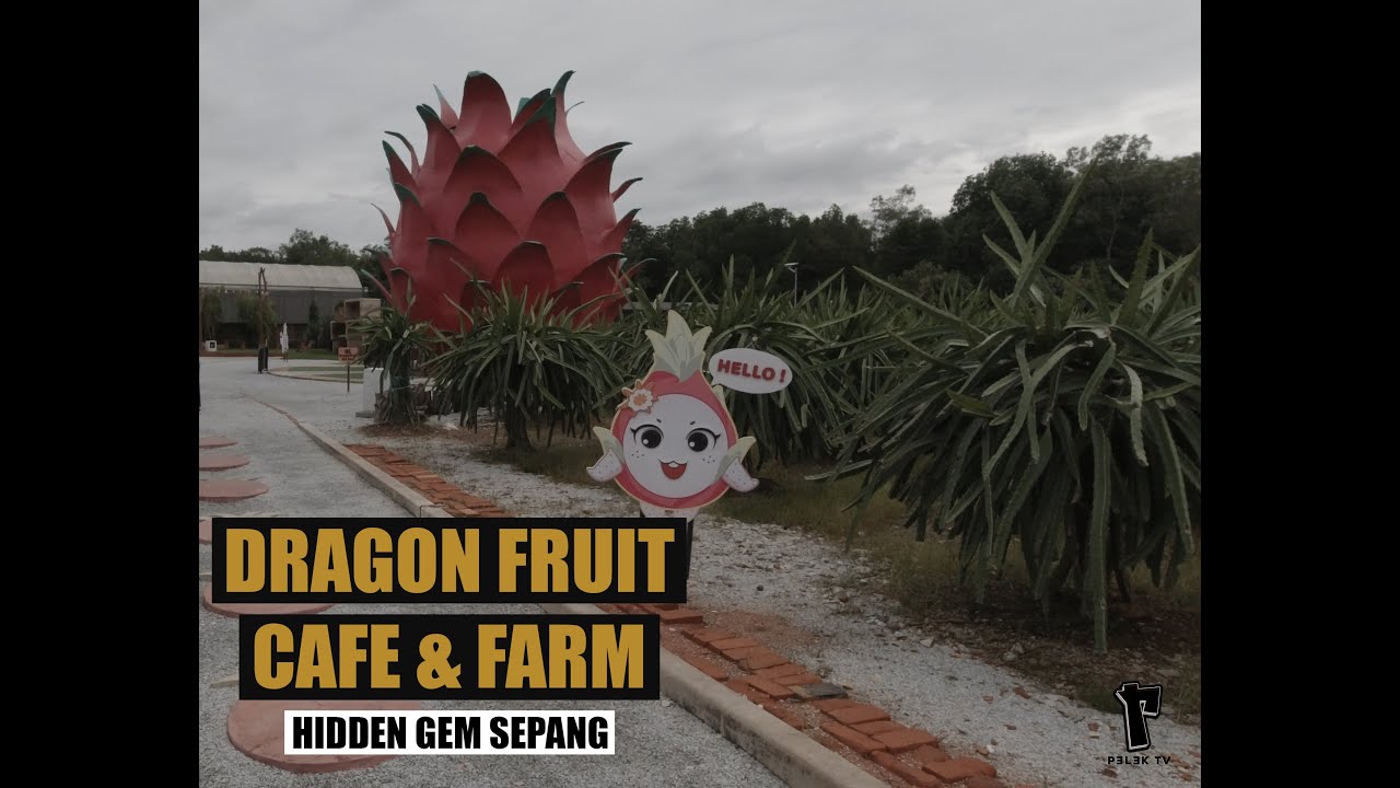 Dragon Fruit Cafe | Hidden Gem at Sepang - YouTube