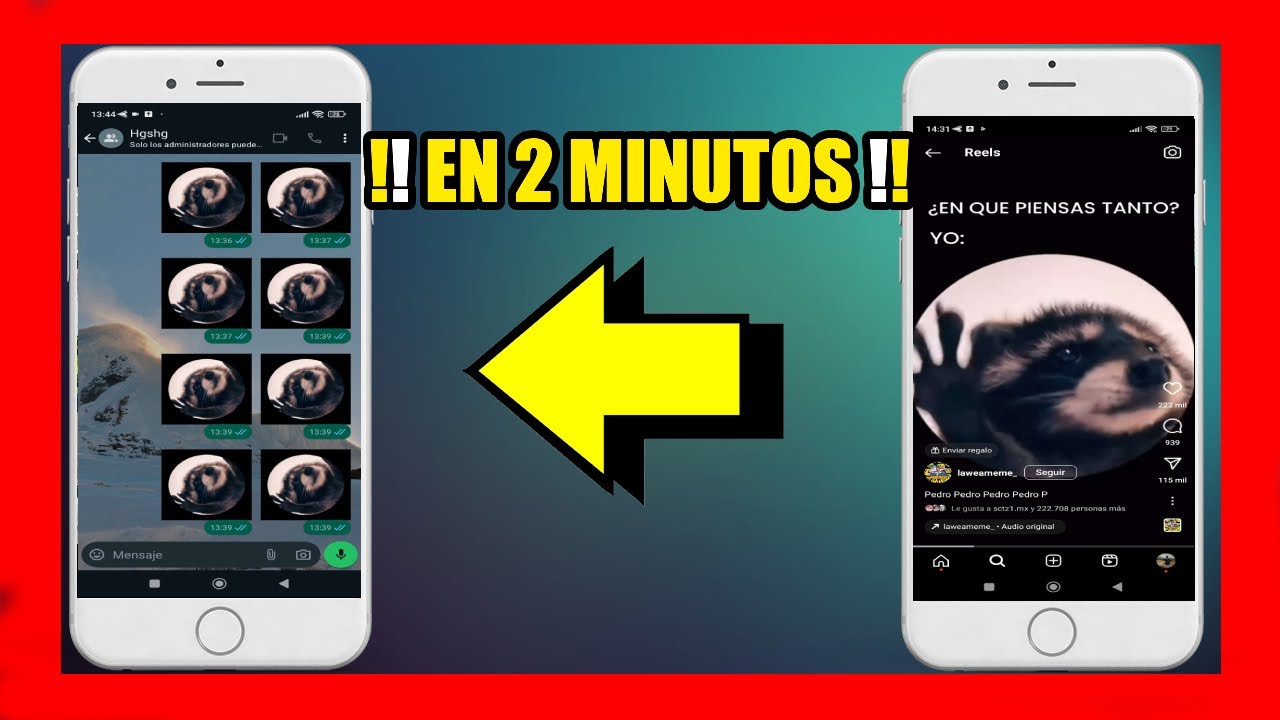 como CONSEGUIR STICKER de MAPACHE PEDRO en WHATSAPP - YouTube