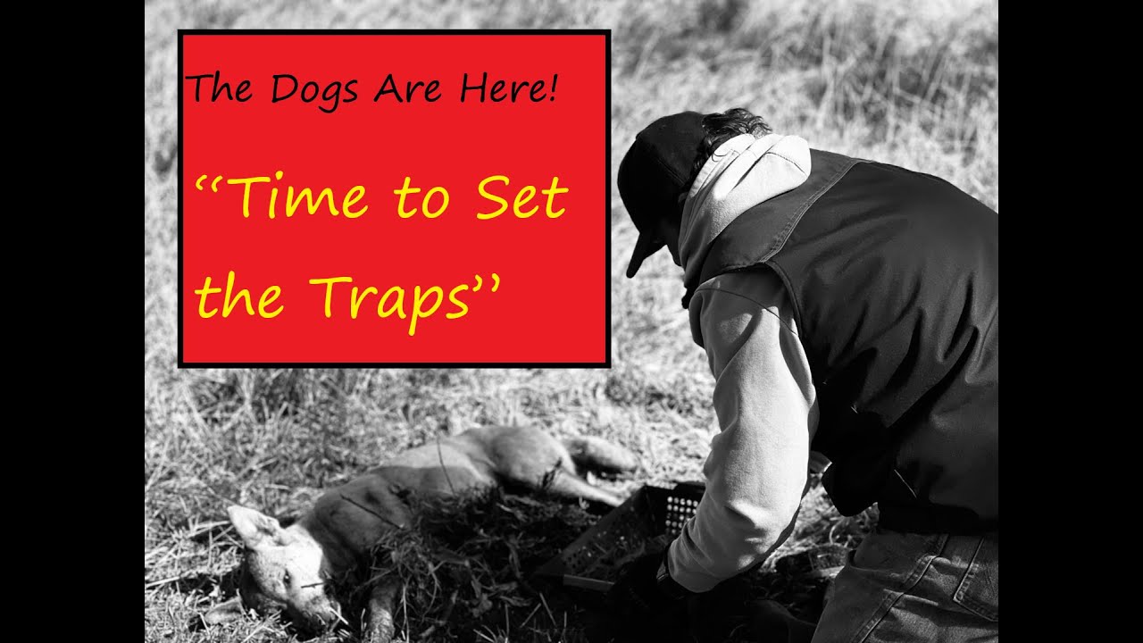 Trapping Wild Dogs in the Burnett - Episode 2, The Chase Begins ! - YouTube