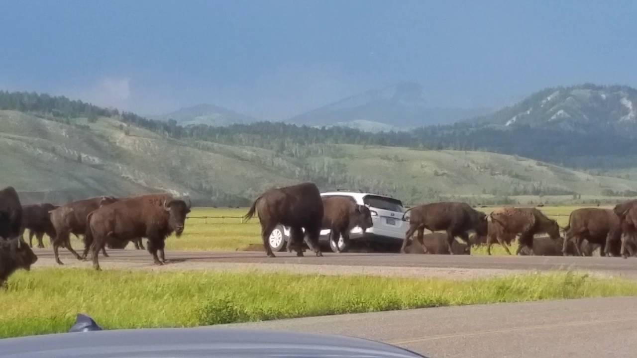Buffalo Stampede, Yellowstone/Tetons, Wyoming, USA - YouTube