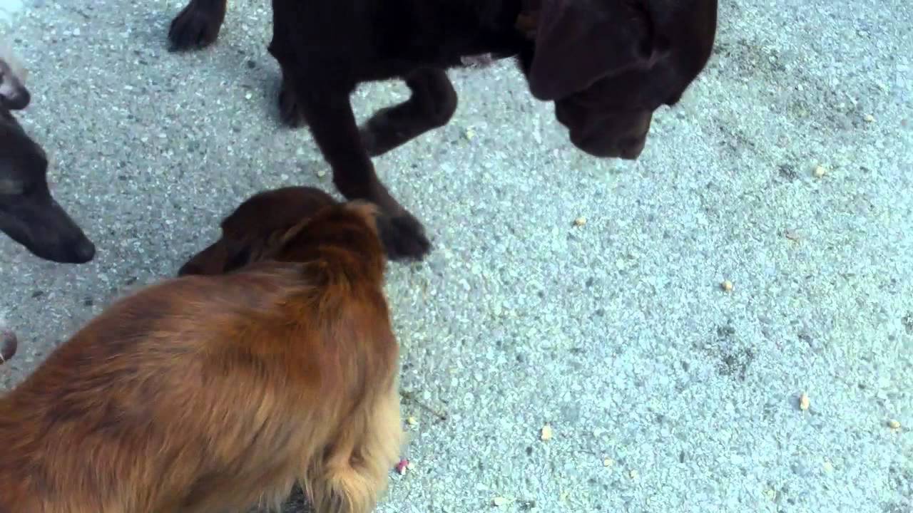 Griffey, Jack, Maxie, Archie, Stanley, Jasper, Olive, Josie, Bella E ...