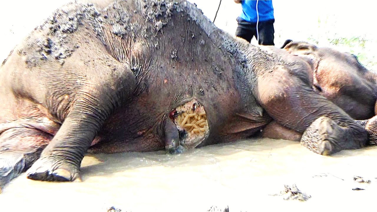 Maggot Infested wound made the Elephant suffer with severe pain ...