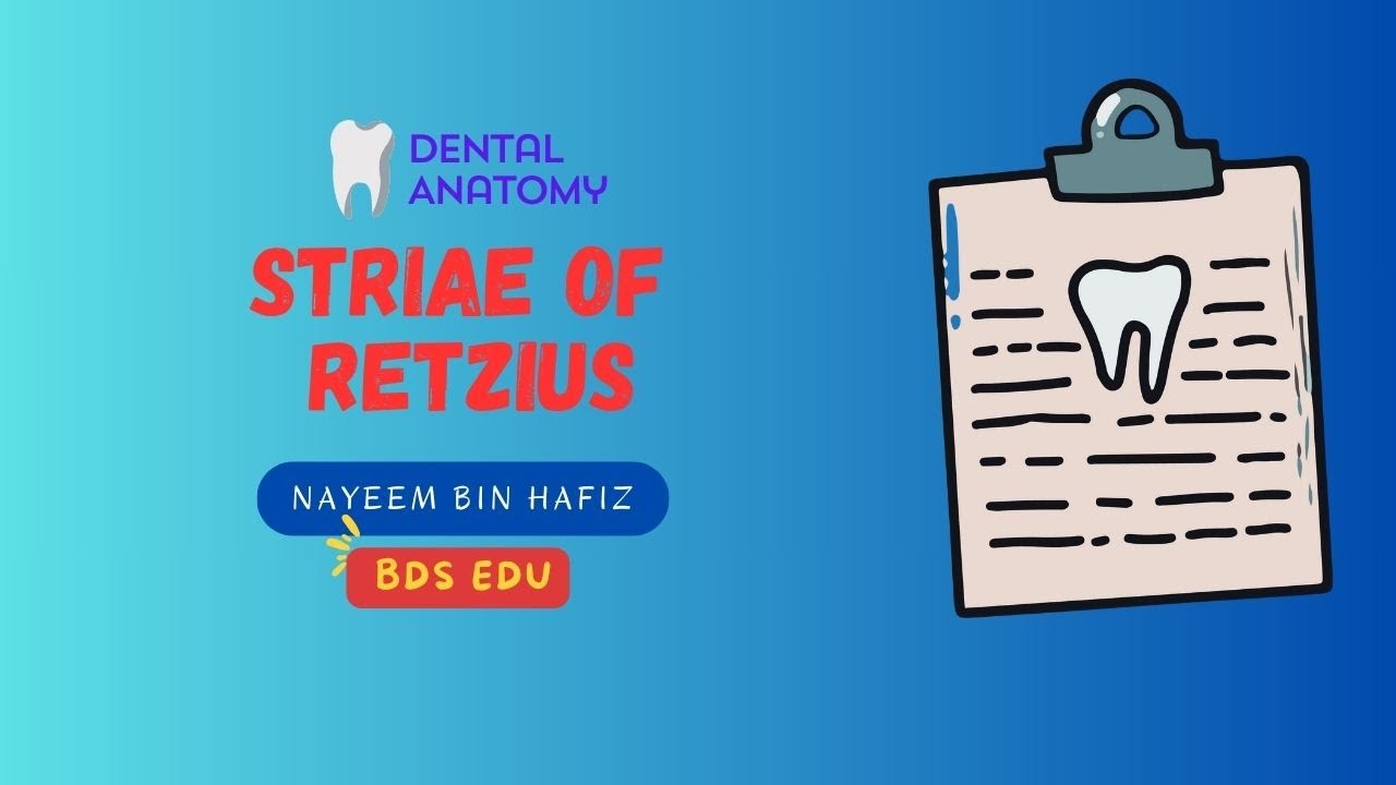 Striae of retzius | Important Structure of Enamel | Dental Anatomy ...
