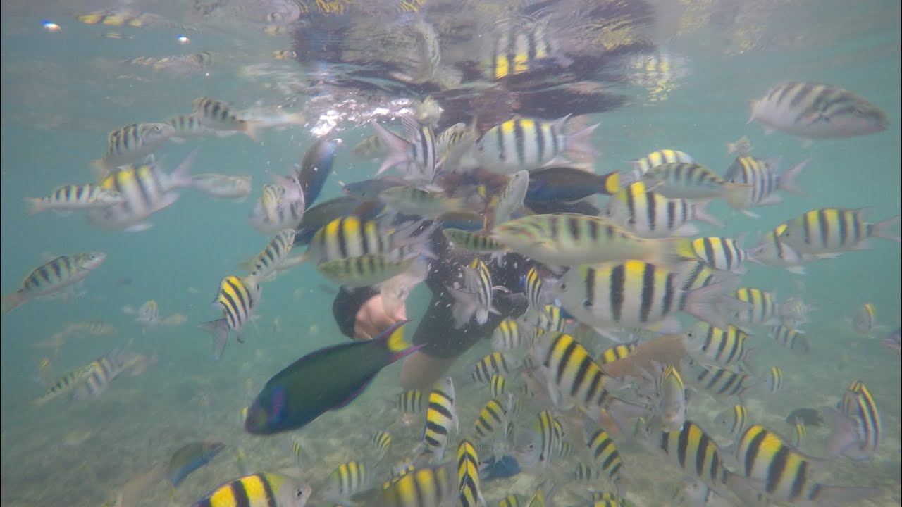 surganya ikan Nemo dan hiu di pulau lombok - YouTube