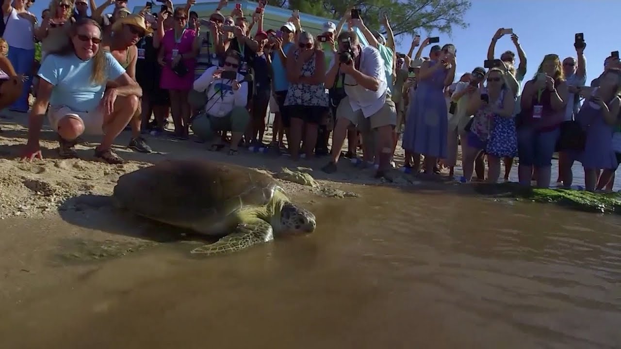 Turtle released after recovering from spear attack in the U.S. - YouTube