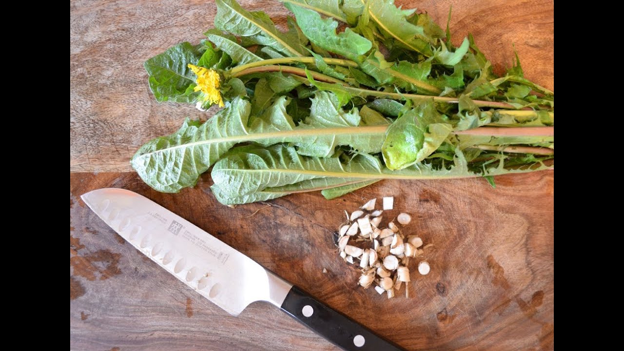 How to harvest, prepare, and use dandelion leaf and root for beauty and ...