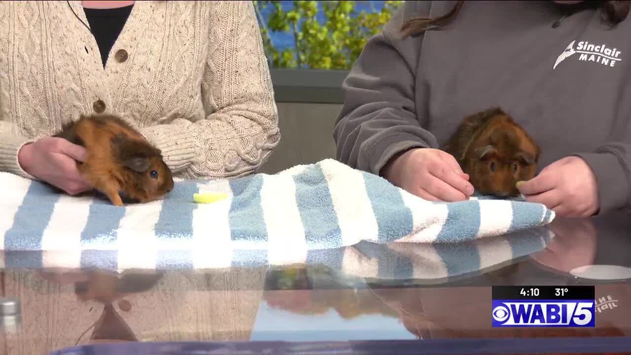 Furry Friends at 4 - YouTube