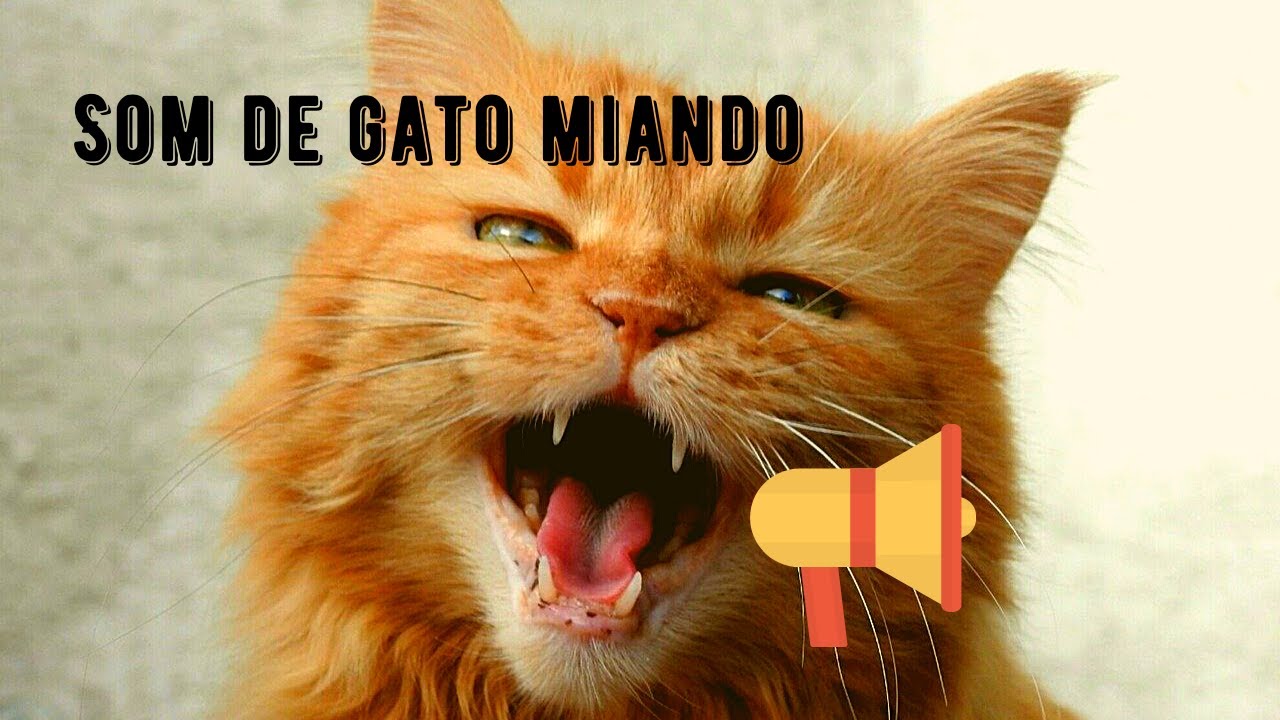 Gato Miando / Miado de Gato / Som de Gato Miando | Cat Meowing | Felis ...