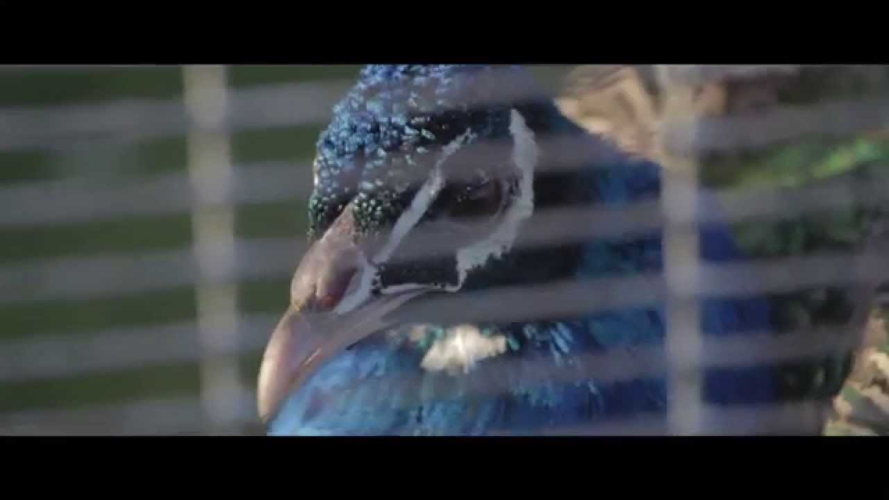 Break dancing birds 2014 Advert - beatboxing birds - YouTube