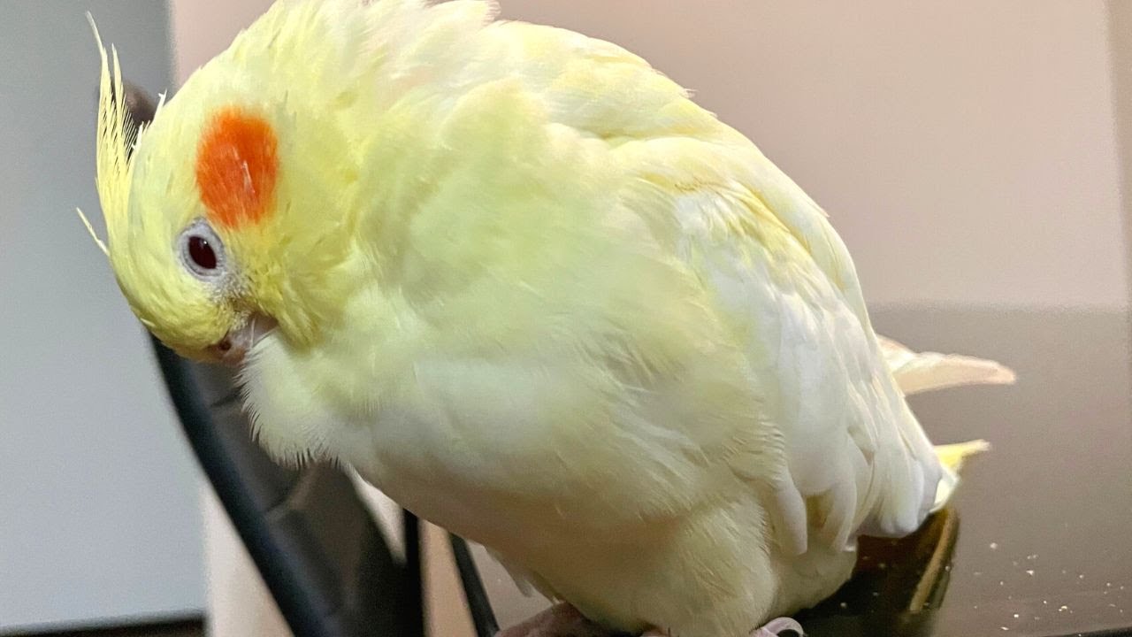Cockatiel Preening For A Winter Jacket - YouTube