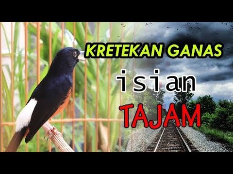KRETEKAN MURAI BATU MEMANCING EMOSI - YouTube