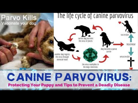 Canine Parvovirus Life Cycle