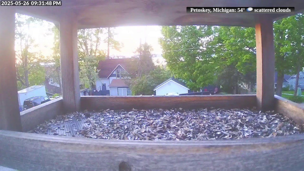 Multi-Cam Birdtopia! - YouTube