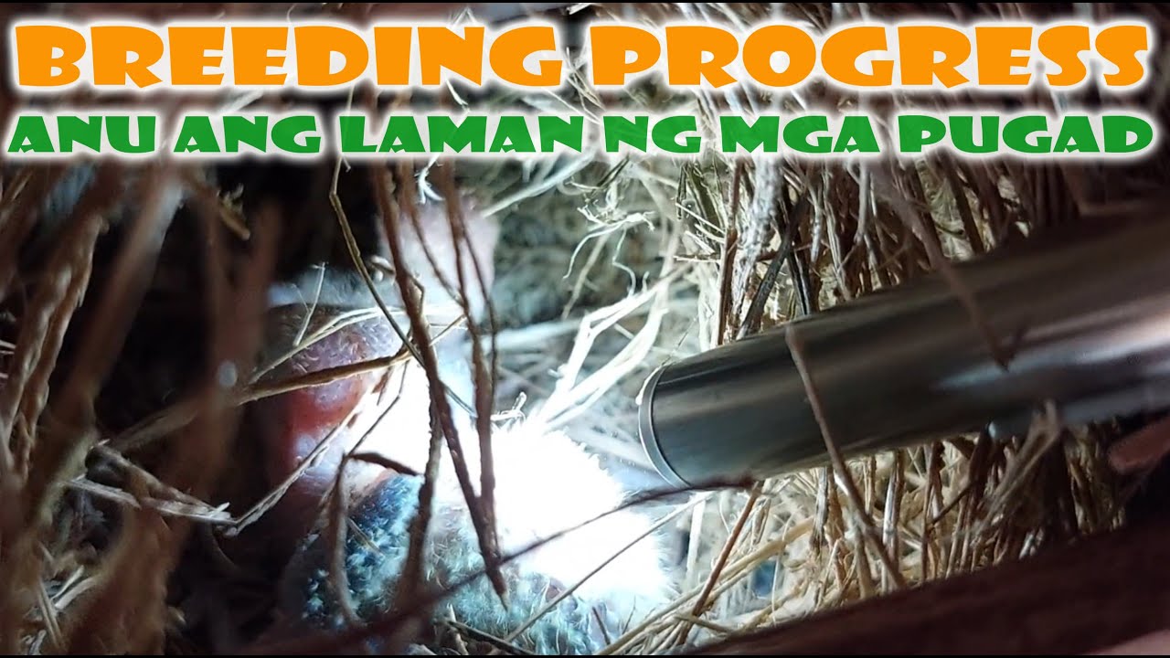 BREEDING PROGRESS - OCTOBERR 2021 - YouTube