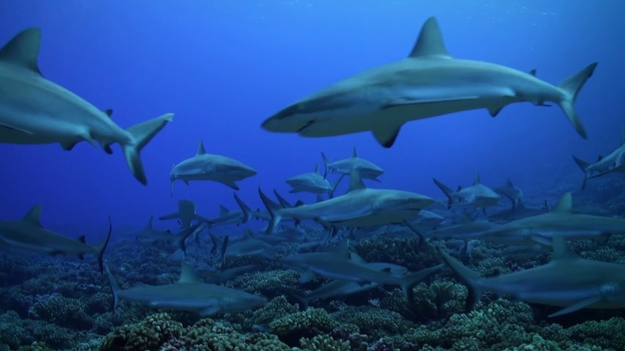 The Wall of Sharks-Fakarava South Pass-French Polynesia - YouTube