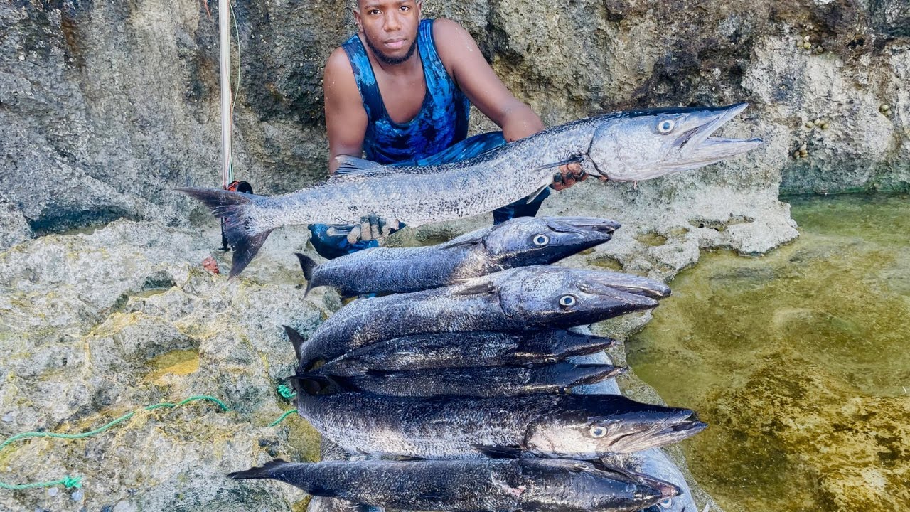 Big Catch Today , My Biggest Barracuda Catch For The Year | Catch ...