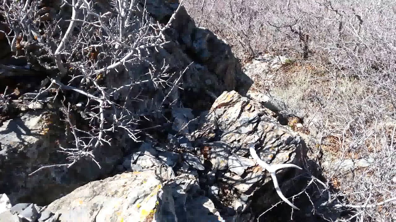 2 Point Mule Deer Shed - YouTube